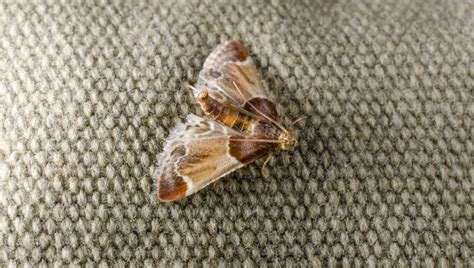 How To Get Rid Of Clothes And Carpet Moths Diy Pest Control