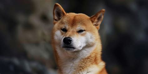 Analyse Dogecoin Voor De Vierde Keer Afgewezen Bij Koers Van 013