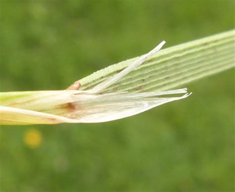 Tufted Hair Grass Naturespot