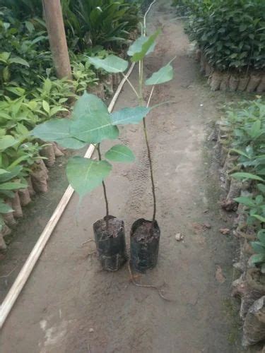 Green Peepal Tree Plant At ₹ 26 5 Piece In Nagaon Id 2852652672430