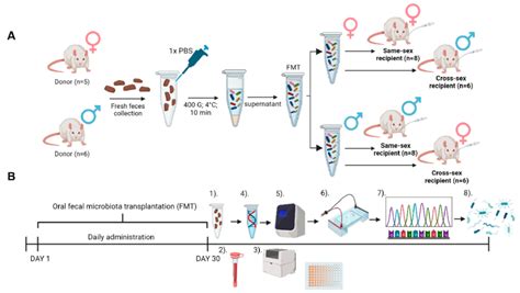 Experimental Design A Preparation Of Fecal Microbiota Download