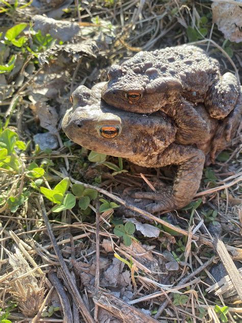 Rana Rospo Bambino Il Sig Toad Ripiene Peluche Rana Basato Sul
