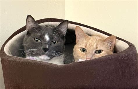 Ariel And Mosin Are Adopted Happy Cats Haven