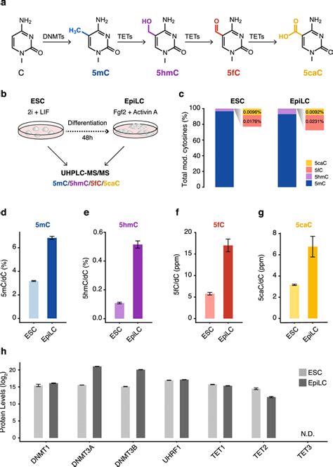 Global Increases In Cytosine Modifications Accompany The Transition Download Scientific Diagram