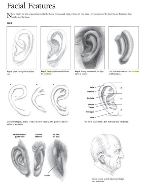 Pin By Leonardo Tonelli On Desenho Da Cabeça Anatomy For Artists