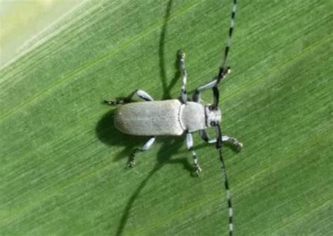 A New Emerging Soybean Pest Introducing The Dectes Stem Borer Field Advisor