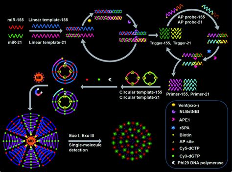 Principle Of Simultaneous Detection Of Multiple Mirnas Based On The