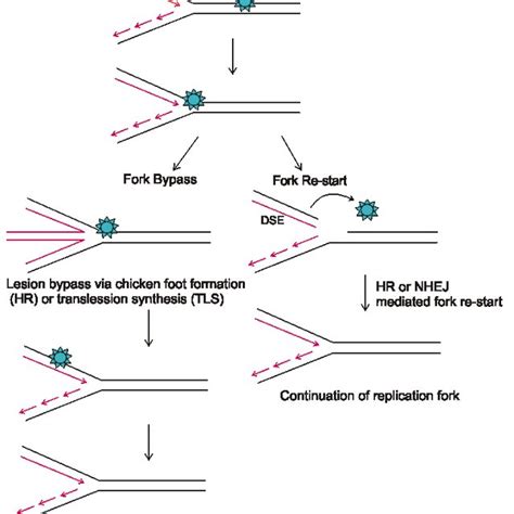 Atm Is Important For Normal Replication Fork Re Start But Download