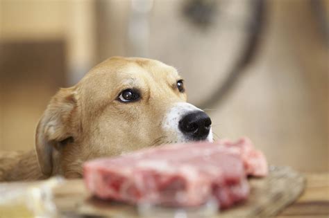 Dieta BARF qué es Alimentación del perro zooplus