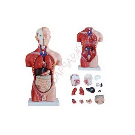 Fibre Glass Labappara Human Sexless Torso Biological Models At Rs 2200