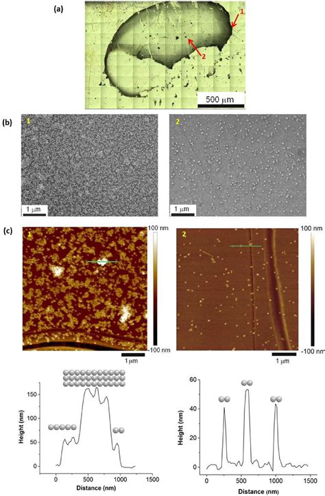 Figure 4 From Shell Isolated Nanoparticles For Enhanced Raman