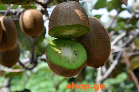 სოფლის მეურნეობა ნერგები