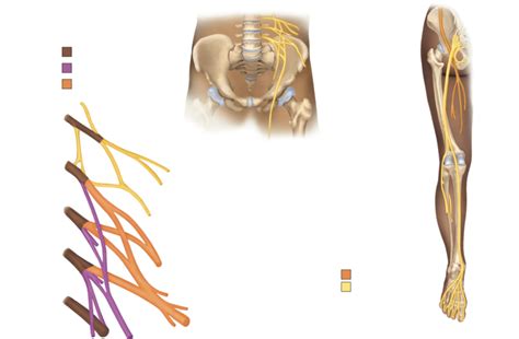 Lumbar Plexus Diagram Quizlet