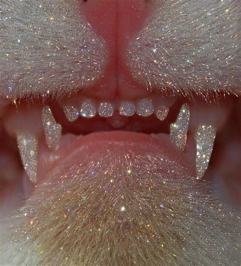 Зубы кота картинки (Множество фото) - artshots.ru