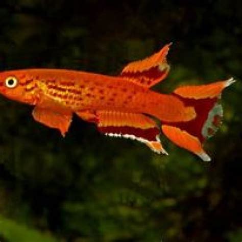 Acheter Killi Aphyosemion Australe Cap Lopez