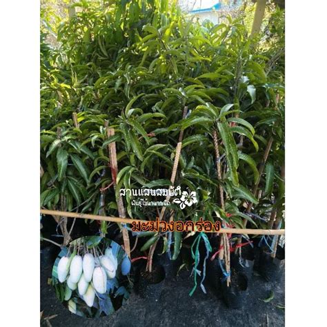 ต้นมะม่วงอกร่องพิกุลทอง อกร่องโบราณ กิ่งทาบ ขนาดต้นสูง 1 เมตร Shopee Thailand