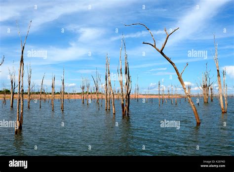 Dead Mopane Trees Colophospermum Mopane Partially Submerged In Lake
