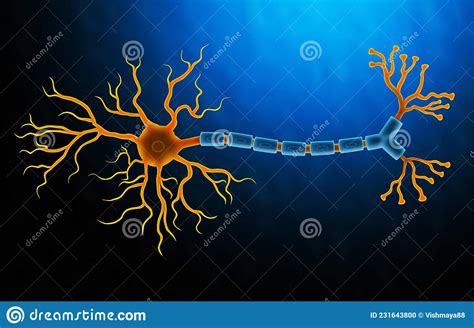 Anatomie Illustratie Van Het Menselijk Hersenneuron Stock Illustratie