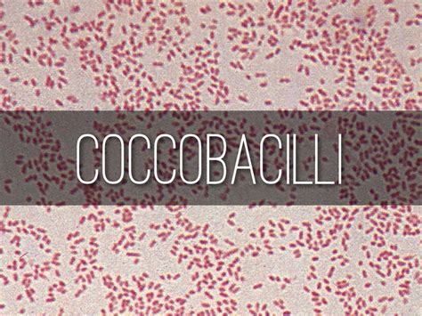 Observing Microorganisms 2 By Amanda Mason