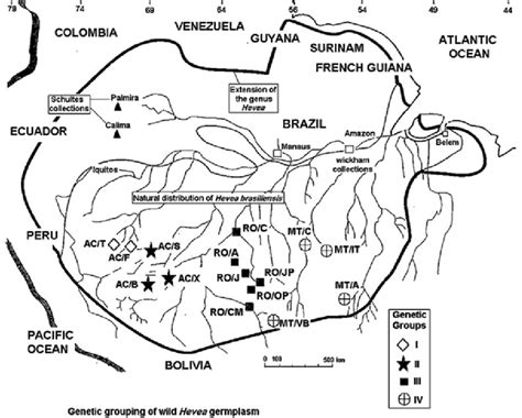 4 Molecular Genetic Grouping Of Amazonian Accessions After Besse Et