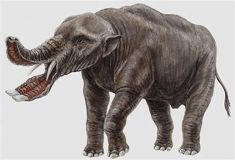 Platybelodon Dinopedia The Free Dinosaur Encyclopedia