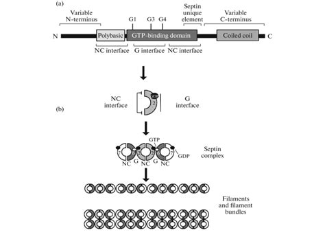 Structure Of Septin Complexes And Filaments A Typical Septin