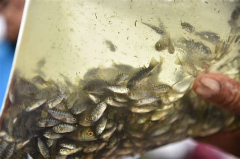 Siembran casi 2 millones de alevines de tilapia en la presa Eustaquio Buelna Línea Directa