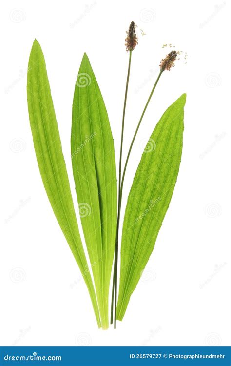 Подорожник Ribwort (lanceolata Plantago) Стоковое Изображение ...