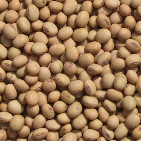 Soya Beans And Soya Bean Oilcameroon Soya Beans Price Supplier 21food