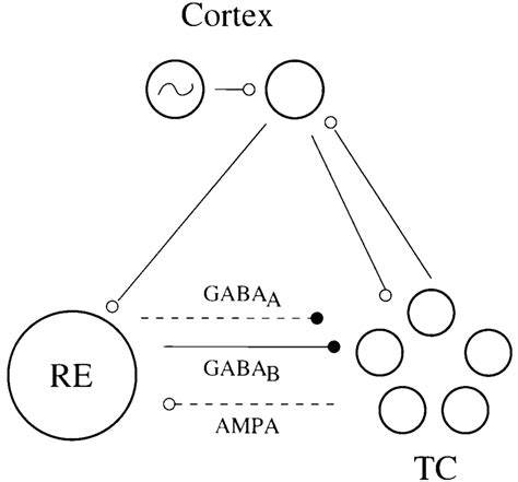 Schematic Of The Functional Connectivity Of The Network In Our Model Download Scientific