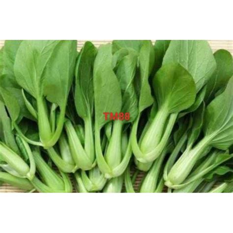 Jual SAYUR SAWI PAKCOY BATANG HIJAU SAWI SENDOK SAWI PAKCHOY SEGAR Shopee Indonesia
