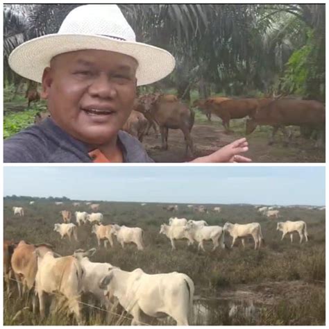 Solusi Logis Masalah Sapi Artikel Pak Tani
