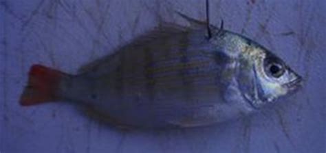 How To Rig A Pinfish Florida Fishing Info WonderHowTo