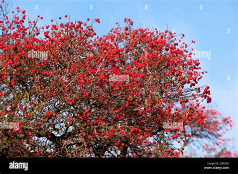 Autumn Red Tree Stock Photo Alamy