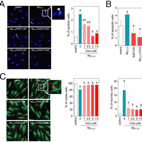 CoQ Protects Endothelial Cells From B Amyloid Induced Apoptosis And