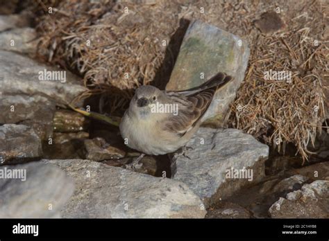 Tibetan Snowfinch Montifringilla Henrici Ladakh India Stock Photo Alamy