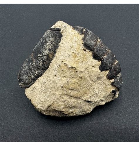 Fossils For Sale Fossils British Eocene Fossil Lobster From