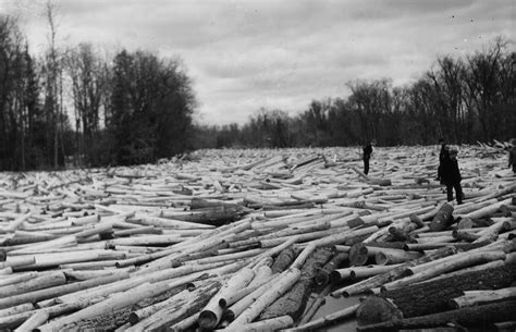 Shipping Logs Fly