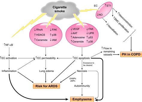 Effects Of Cigarette Smoke On Pulmonary Endothelial Cells American Journal Of Physiology Lung