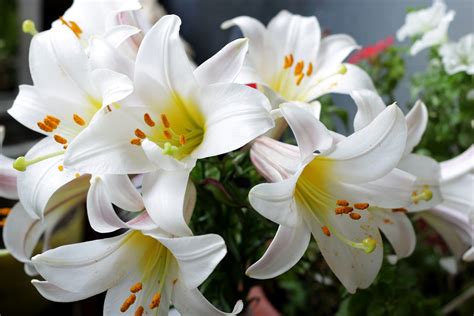 Significado De Los Lirios Blog De Flores Especializado