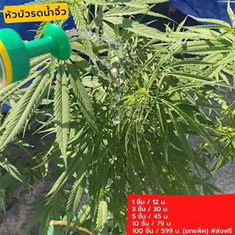 ⚡flash Sale⚡จำนวนจำกัด ส่งฟรี หัวบัวรดน้ำจิ๋ว หัวฝักบัวรดน้ำต้นไม้ ยกแพ
