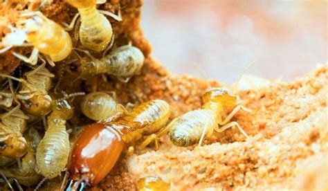 How Much Damage Can A Termite Cause In My Canton Home