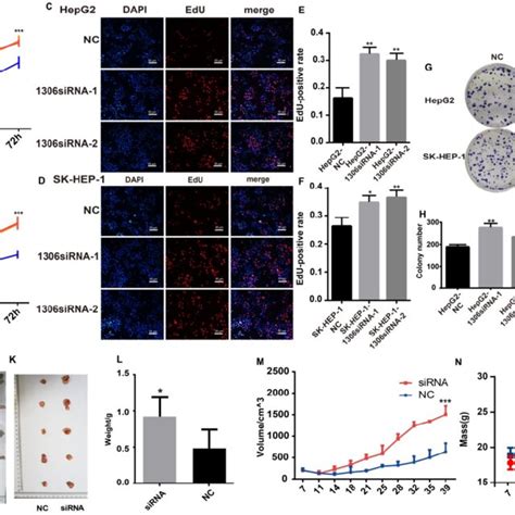 Downregulation Of Hsacirc0001306 In Hcc Tissues And Cell Lines A