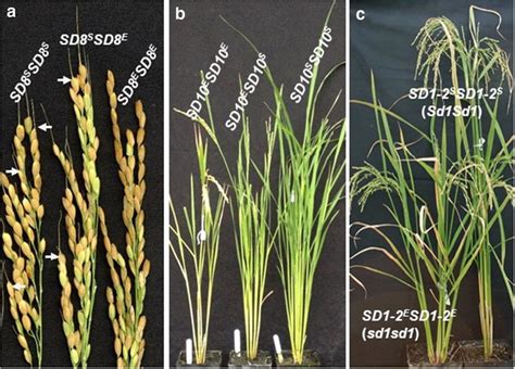 Genotypic Differences In The Traits Associated With Seed Dormancy Sd Download Scientific