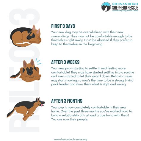 The 3 3 3 Rescue Dog Rule