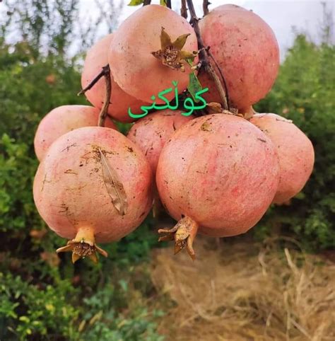 سرووشتی گوندی کوڵکنی