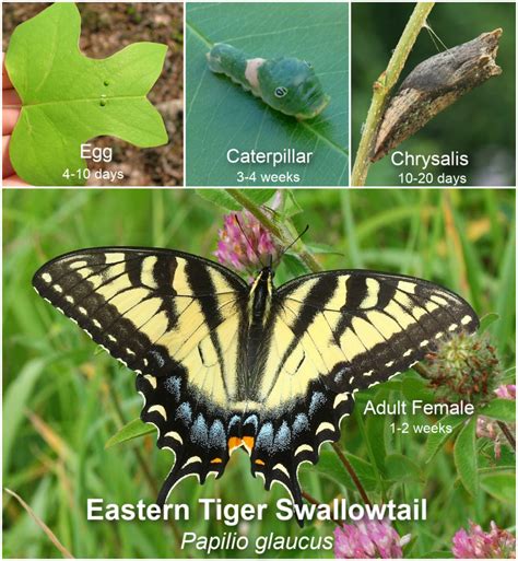 Tiger Swallowtail Butterfly Life Cycle Eastern Tiger Swallowtail