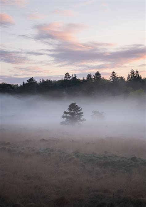 Misty Pastel Forest Fine Art Photo Print Sam Binding Photography