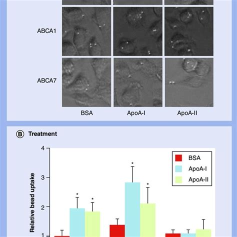 Abca7 Not Abca1 Mediates Apolipoprotein Dependent Enhancement Of