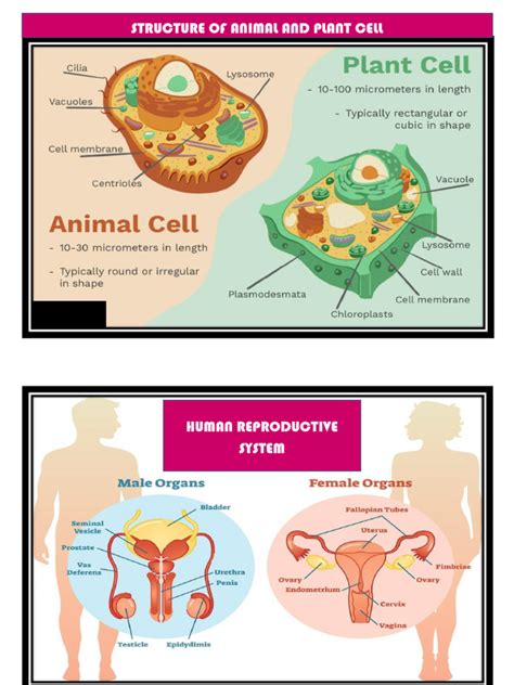 Sains Form 1 Papan Kenyataan Pdf